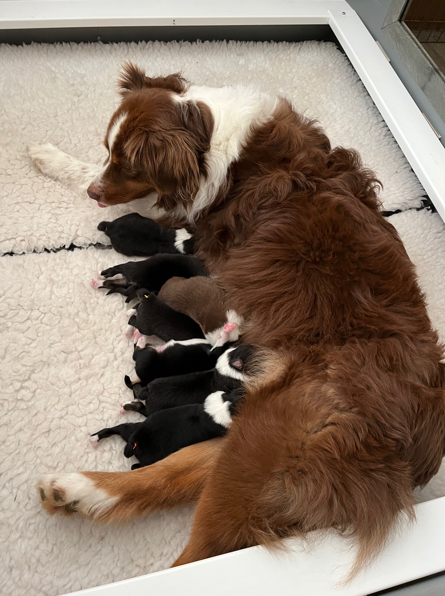 Puppies | Buff Cap Aussies
